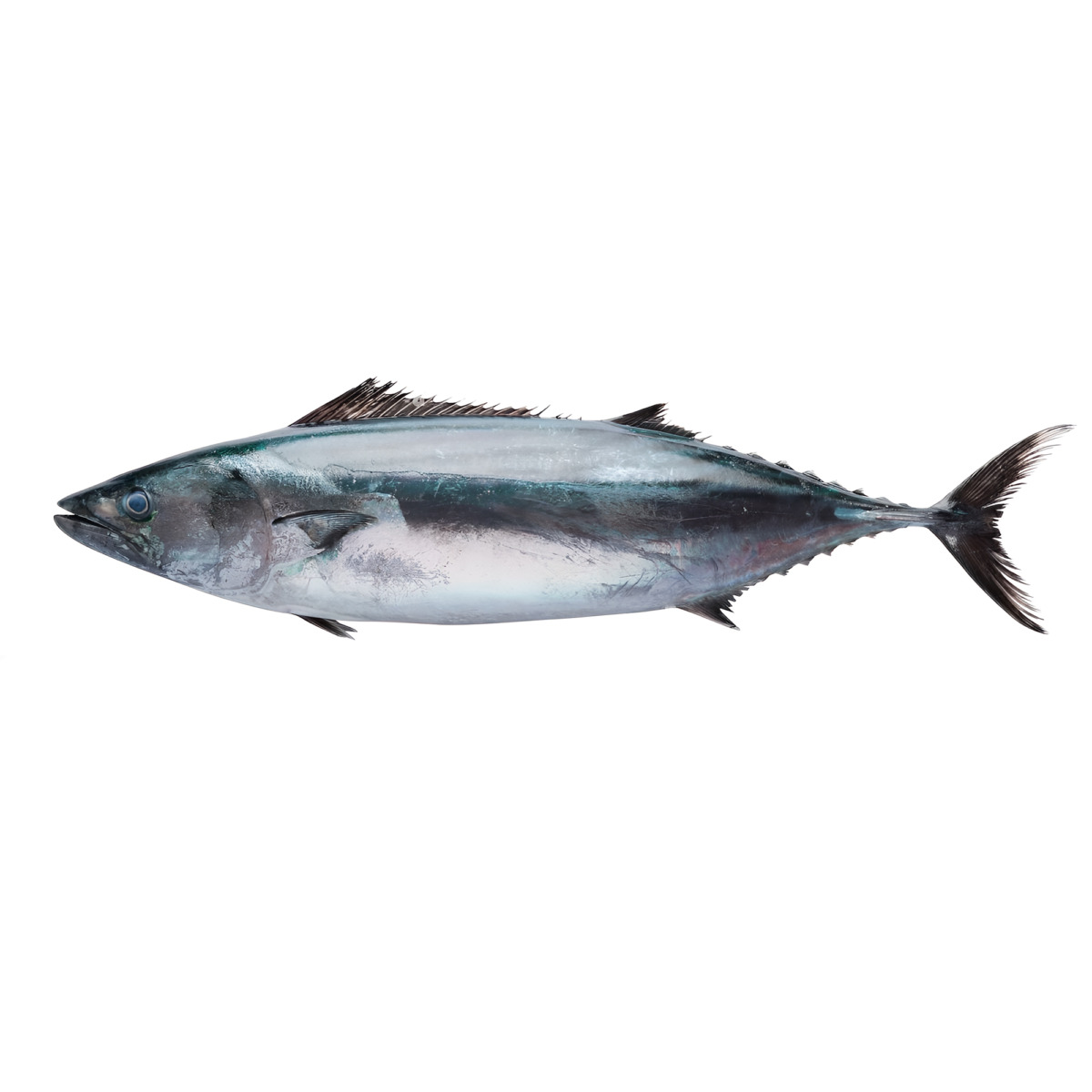 Order Fresh Bonito Fish & Delivery In 8 Hours
