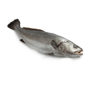 Order Fresh Corvina Fish & Delivery In 8 Hours