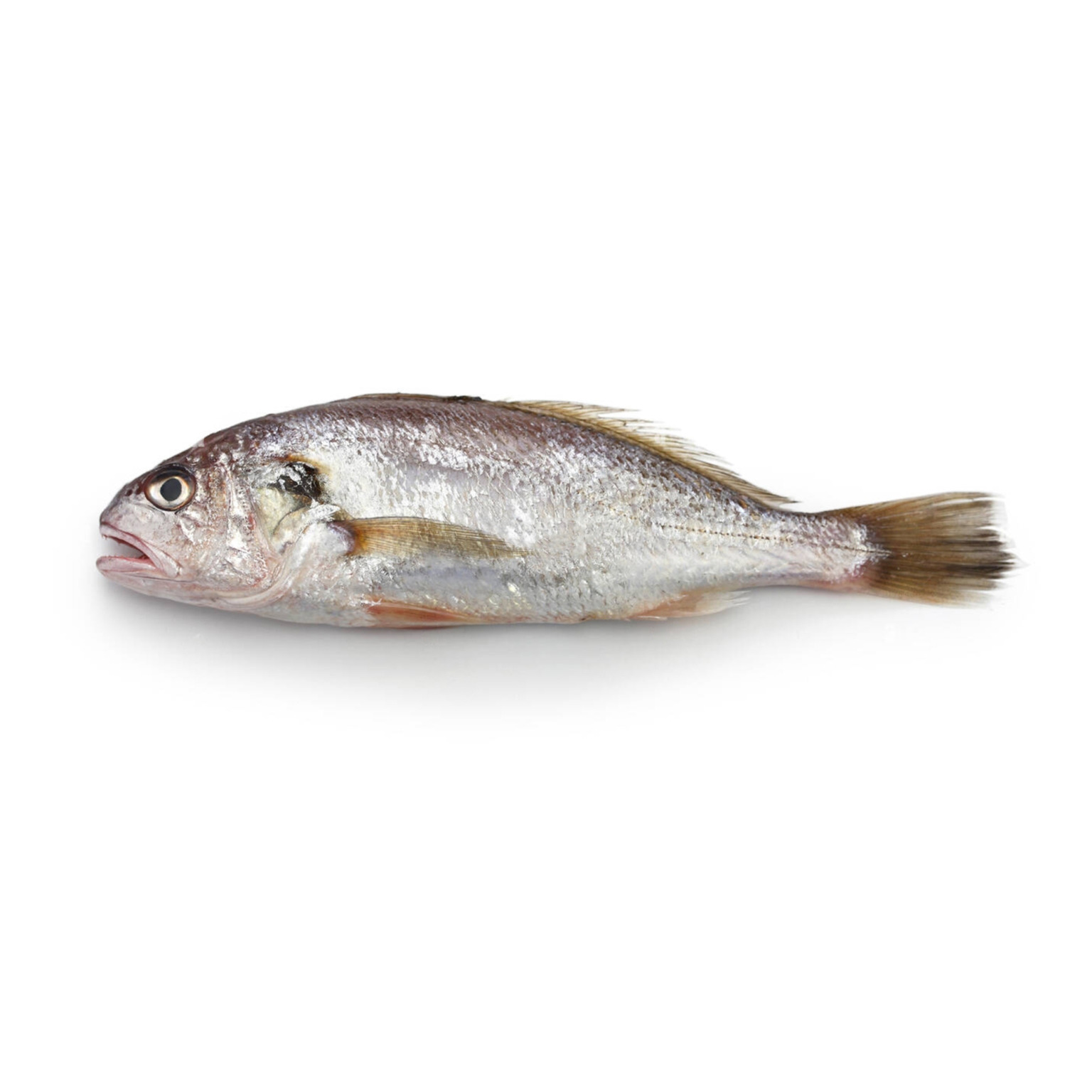 Order Fresh Croaker Fish & Delivery In 8 Hours