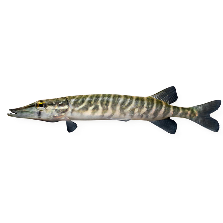 Order Fresh Pike Fish & Delivery In 8 Hours