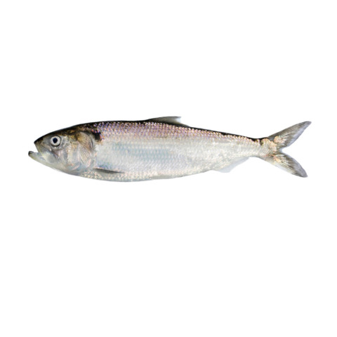 Order Fresh Shad Fish & Delivery In 8 Hours
